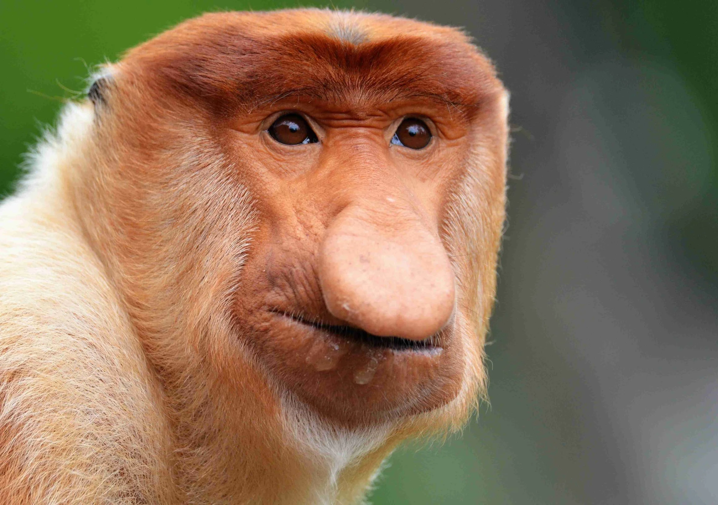 Species Spotlight - Proboscis Monkey — On the Edge