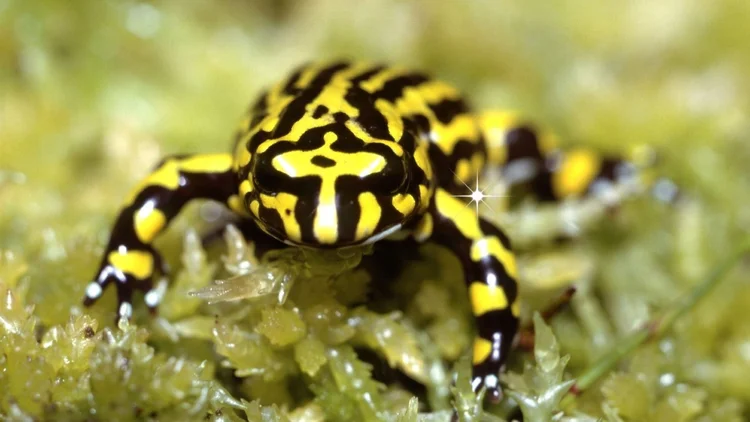 Species Spotlight: Corroboree Frogs — On the Edge
