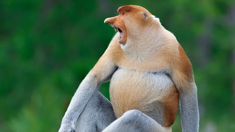 Species Spotlight - Proboscis Monkey — On the Edge