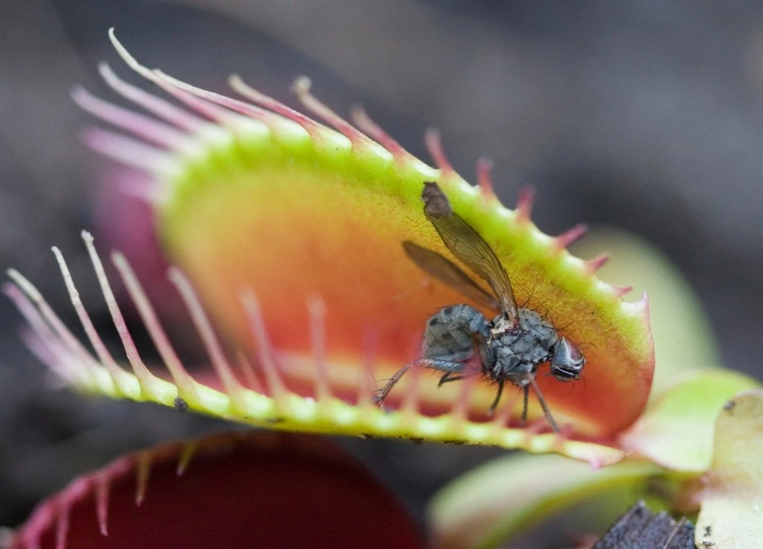 Species Spotlight: Venus Flytrap — On the Edge