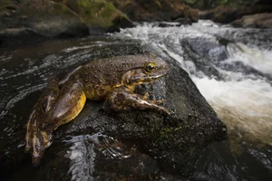 Species Spotlight: Goliath frog — On the Edge