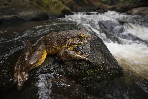Species Spotlight: Goliath frog — On the Edge
