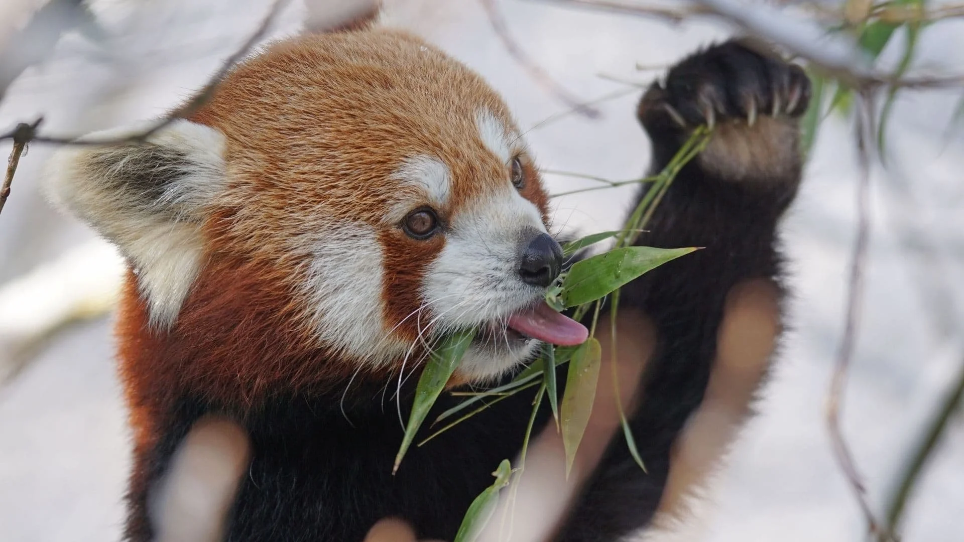 Species Spotlight: Red Pandas — On the Edge