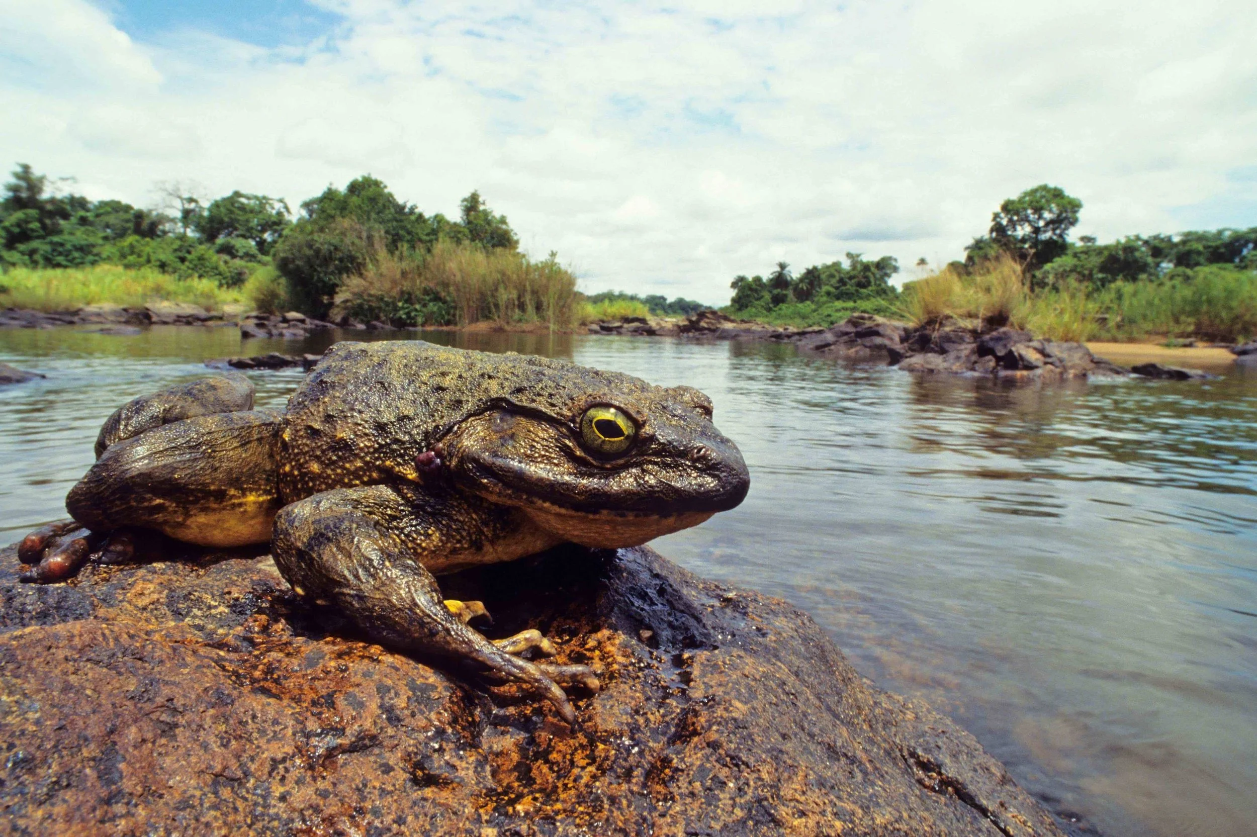 Species Spotlight: Goliath Frog — On the Edge