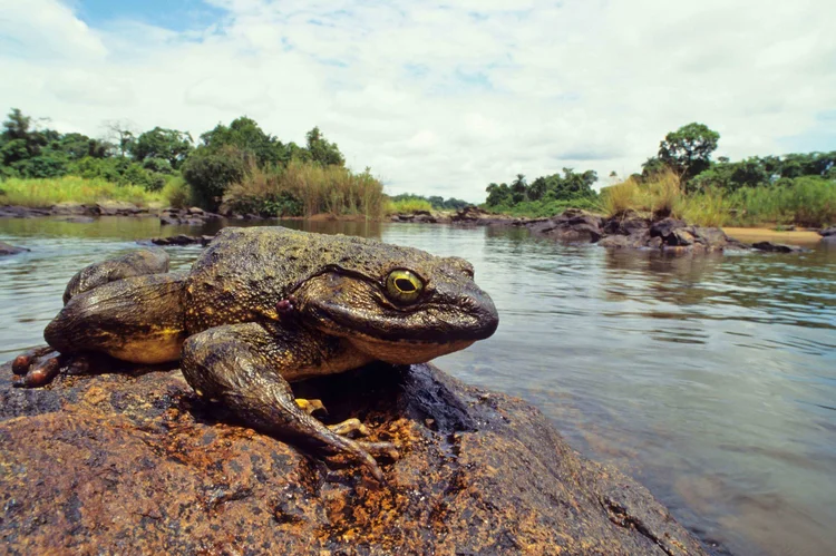Species Spotlight: Goliath Frog — On the Edge
