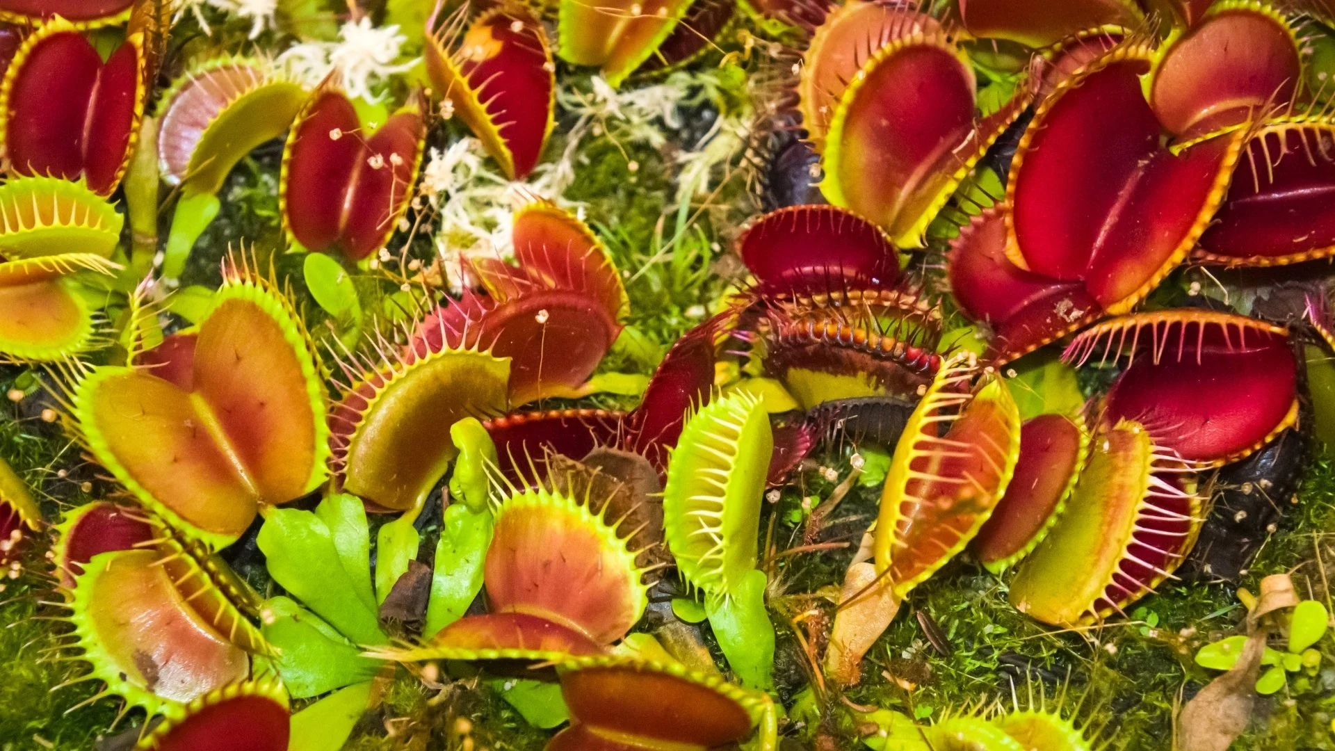 Species Spotlight: Venus Flytrap — On the Edge