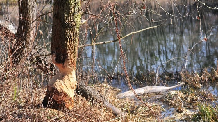 Species Spotlight: Eurasian Beaver — On the Edge