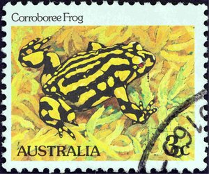 Species Spotlight: Corroboree Frogs — On the Edge