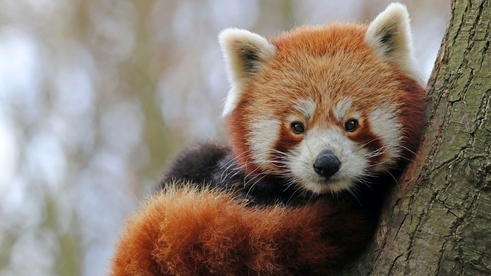 Species Spotlight: Red Pandas — On the Edge