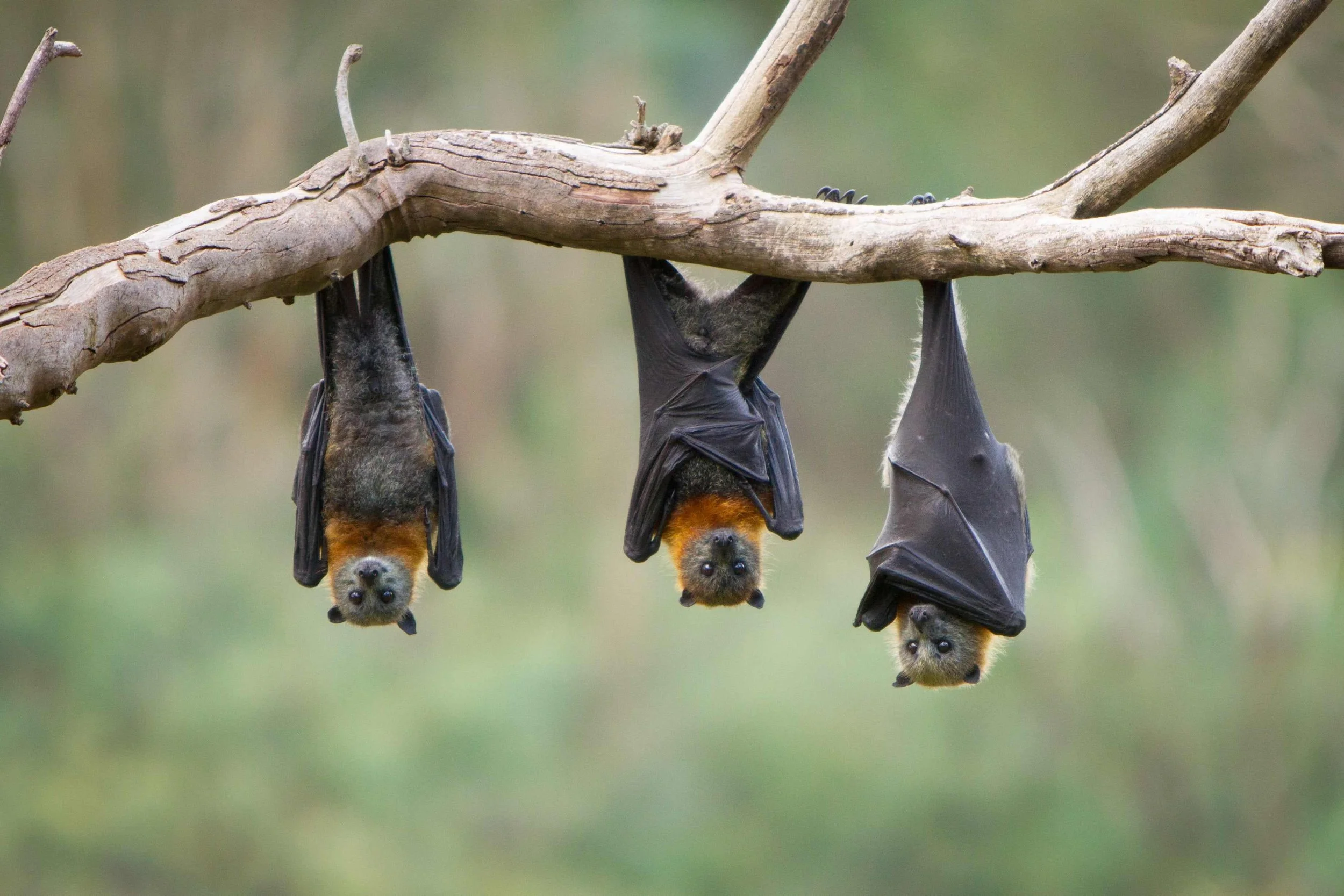 Species Spotlight: Grey-headed Flying Fox — On the Edge