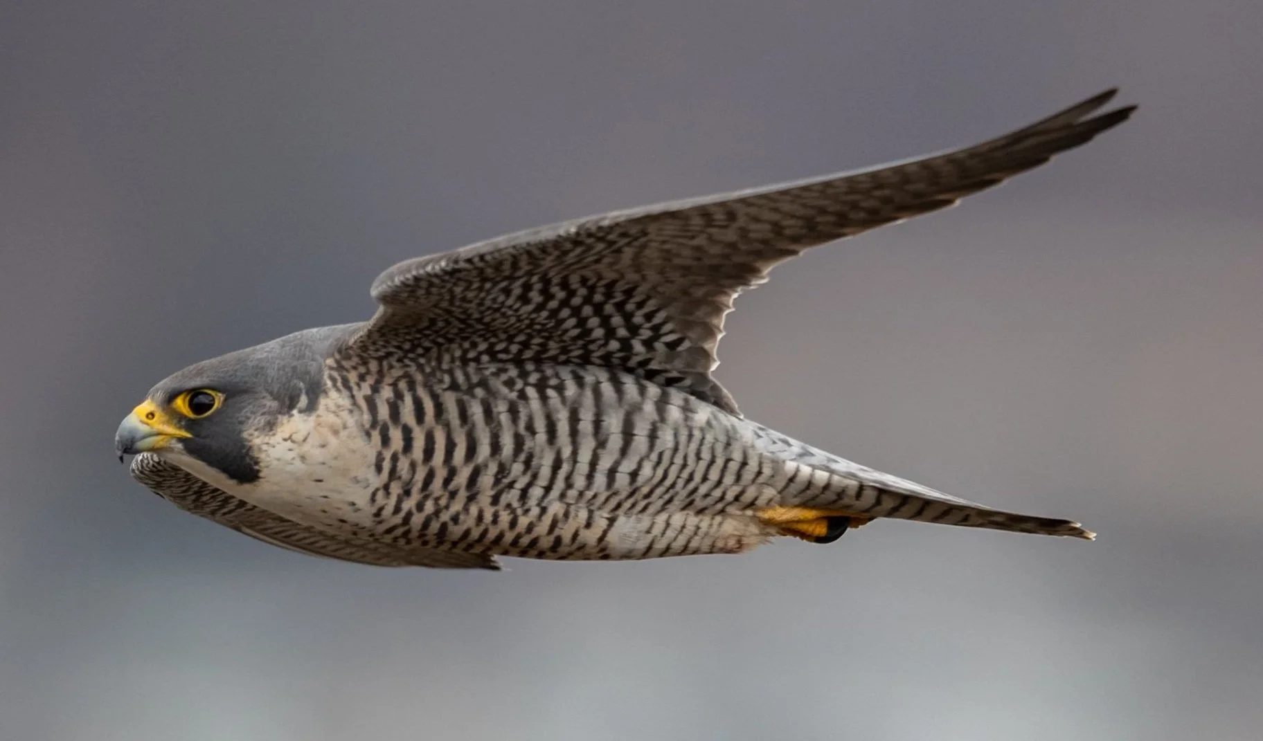 How Fast Can a Cheetah Run? — On the Edge