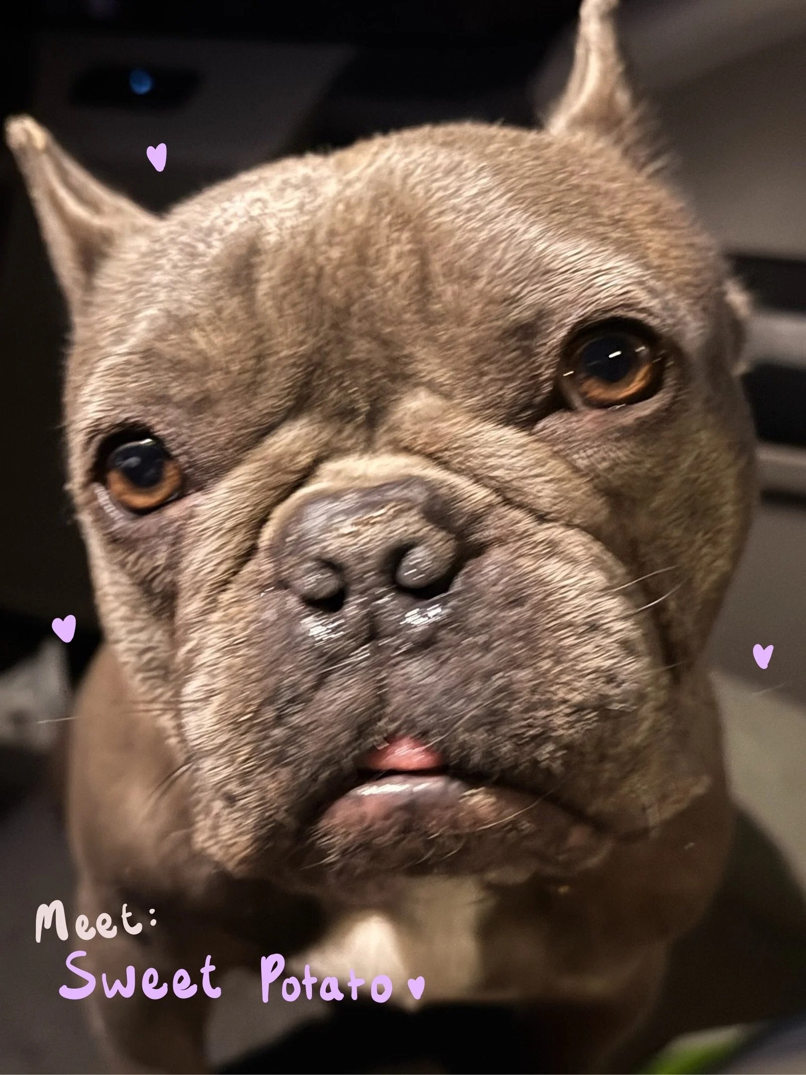 Sweet Potato has just been rescued by Hugs For Harry — Hugs for Harry