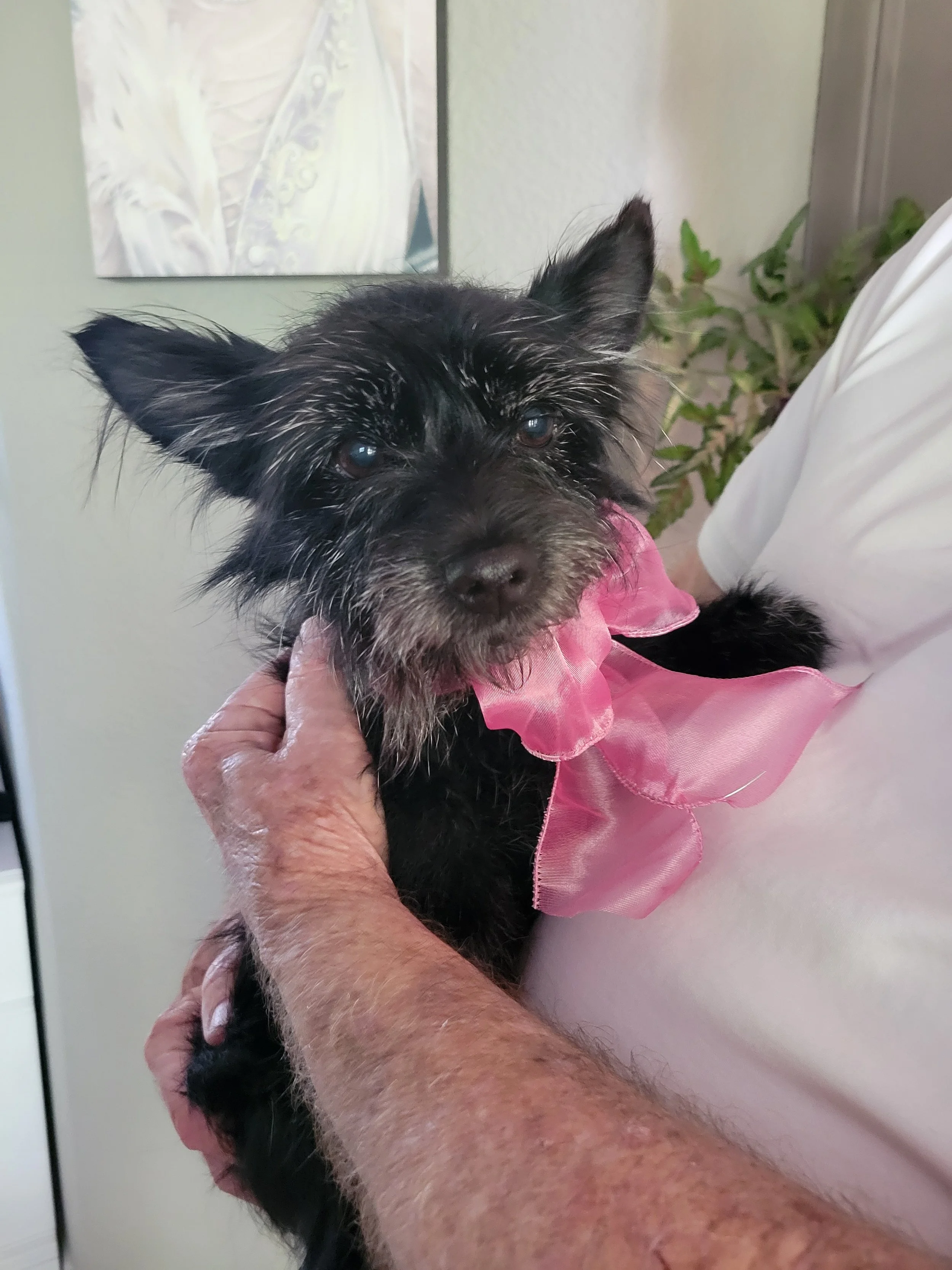 Hugs for Harry | Dog Rescue in East Bay CA