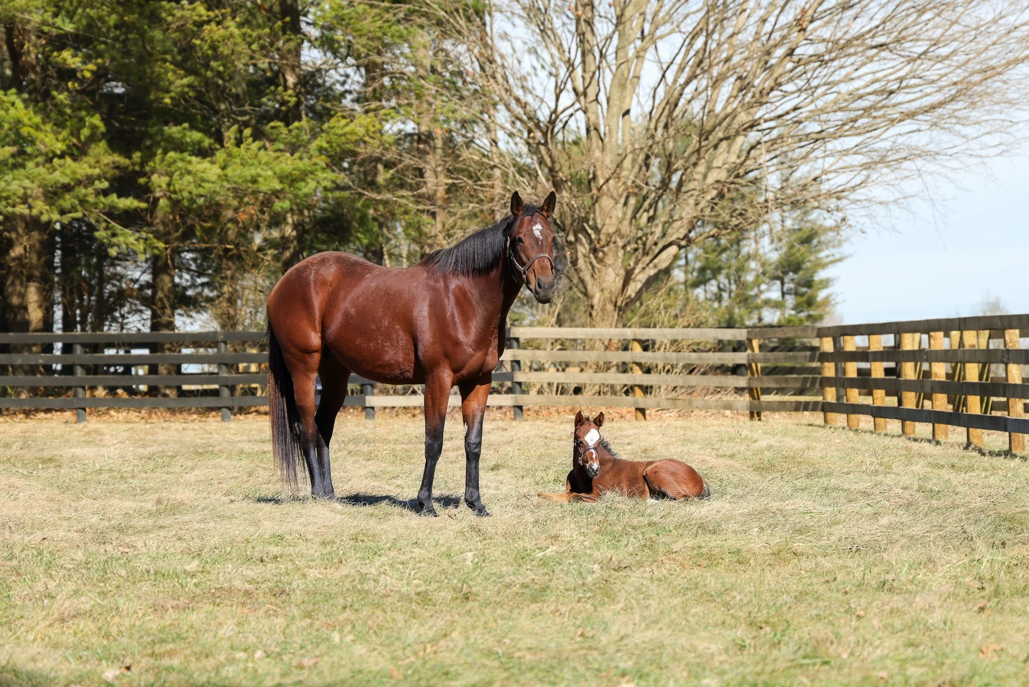 Russiarussiarussia Profile — Resolute Racing