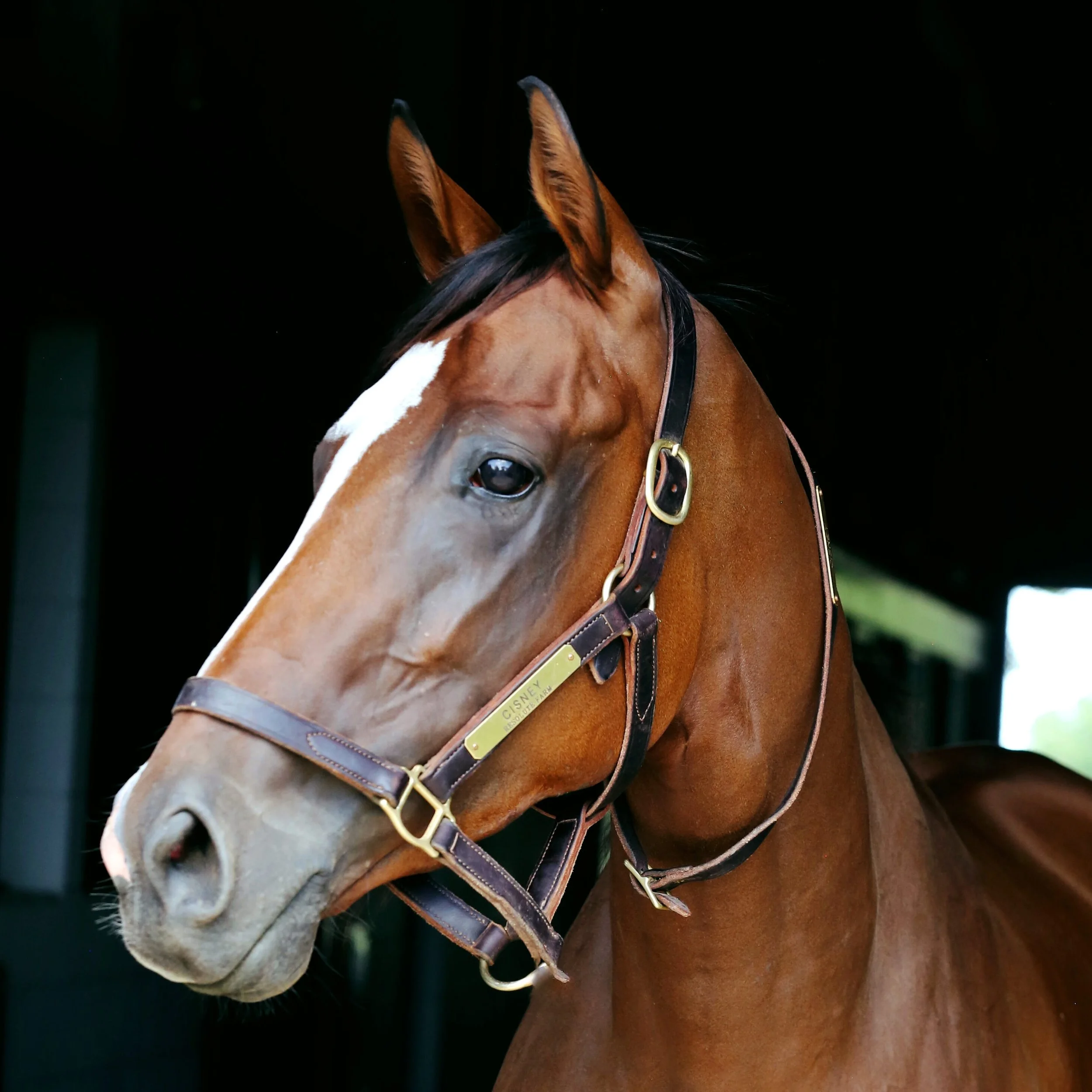 Cisney Profile — Resolute Racing