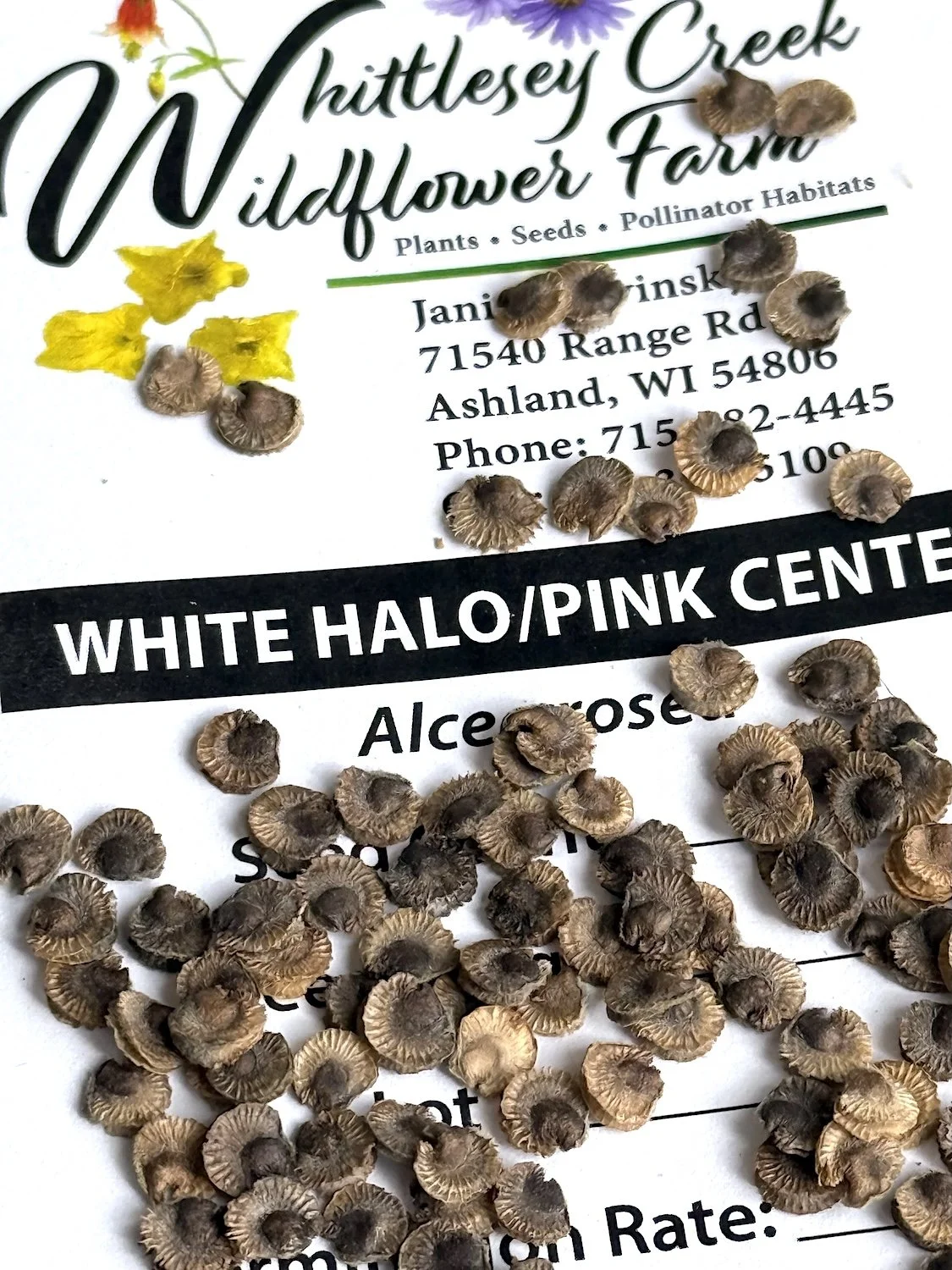 White Halo Hollyhock With Pink Center (Alcea rosea) Seeds — Whittlesey ...