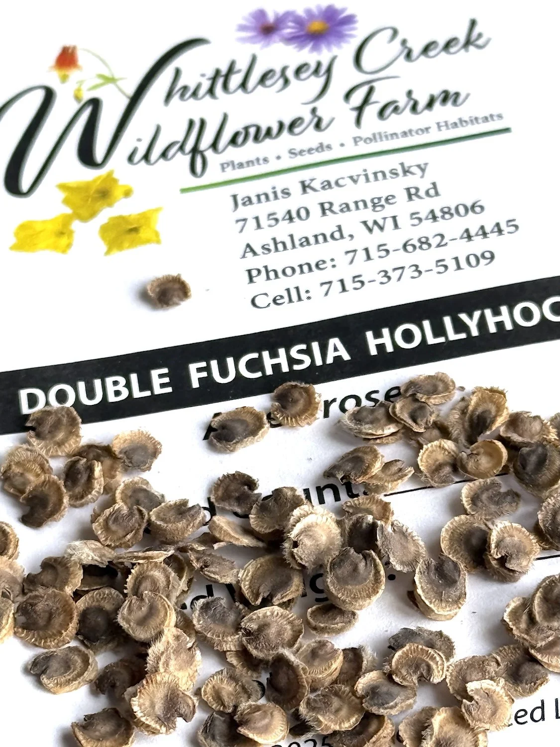 Fuchsia Hollyhock (Alcea rosea) Seeds — Whittlesey Creek Wildflower ...