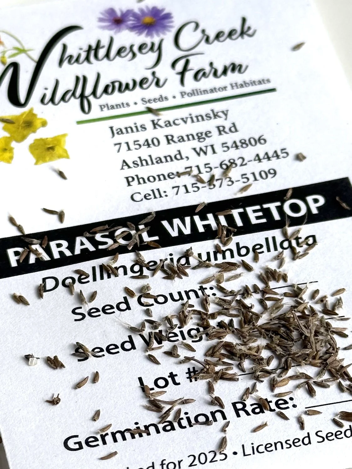 Parasol Whitetop / Flat-topped White Aster (Doellingeria umbellata ...