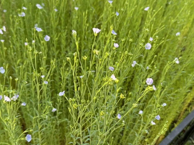 How to Grow Flax: Advice from Farmers — Piedmont Fibershed