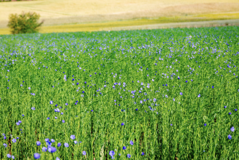How to Grow Flax: Advice from Farmers — Piedmont Fibershed