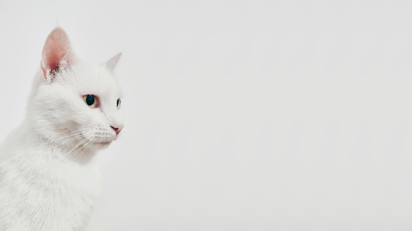 GATEWAY ANIMAL HOSPITAL | Care for Your Pet