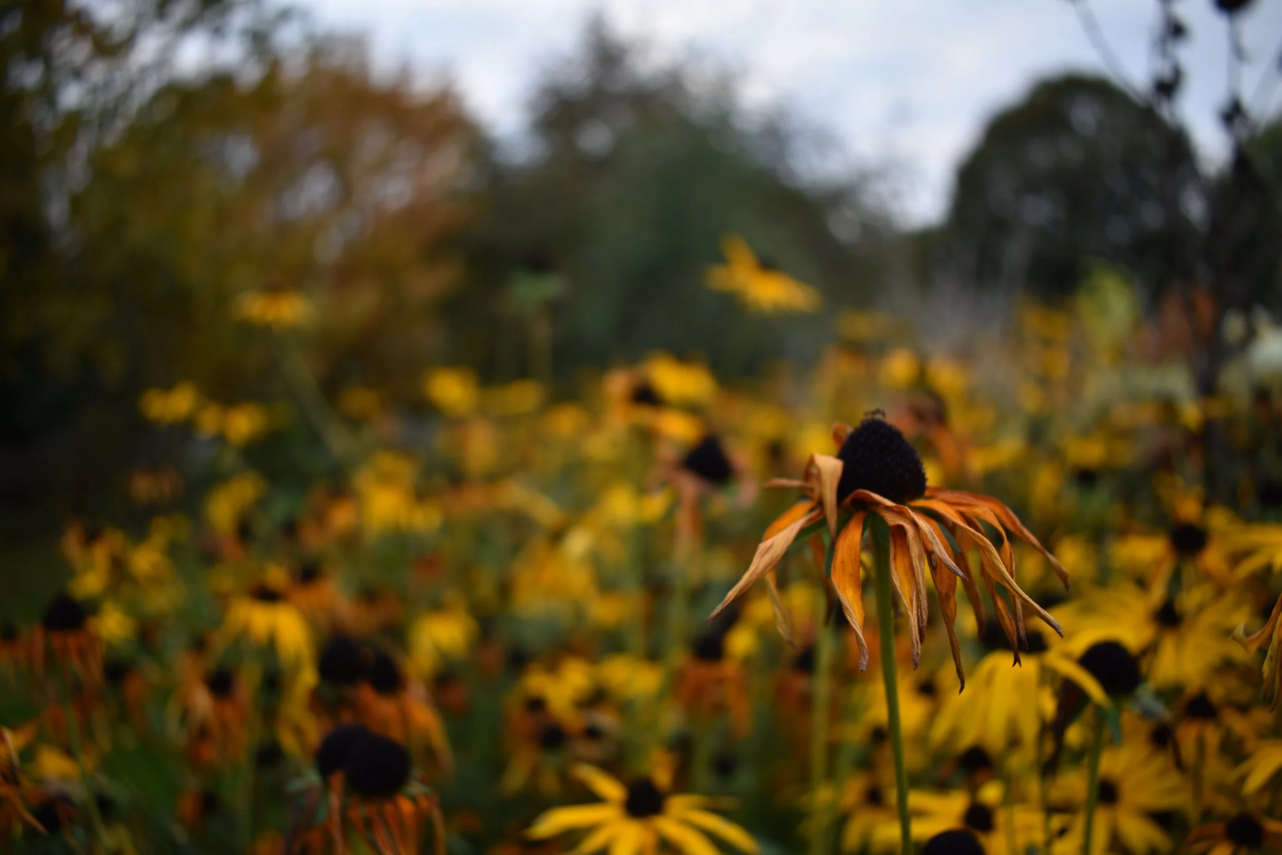 The UK Habitat Bank | Biodiversity Offsetting and BNG Units