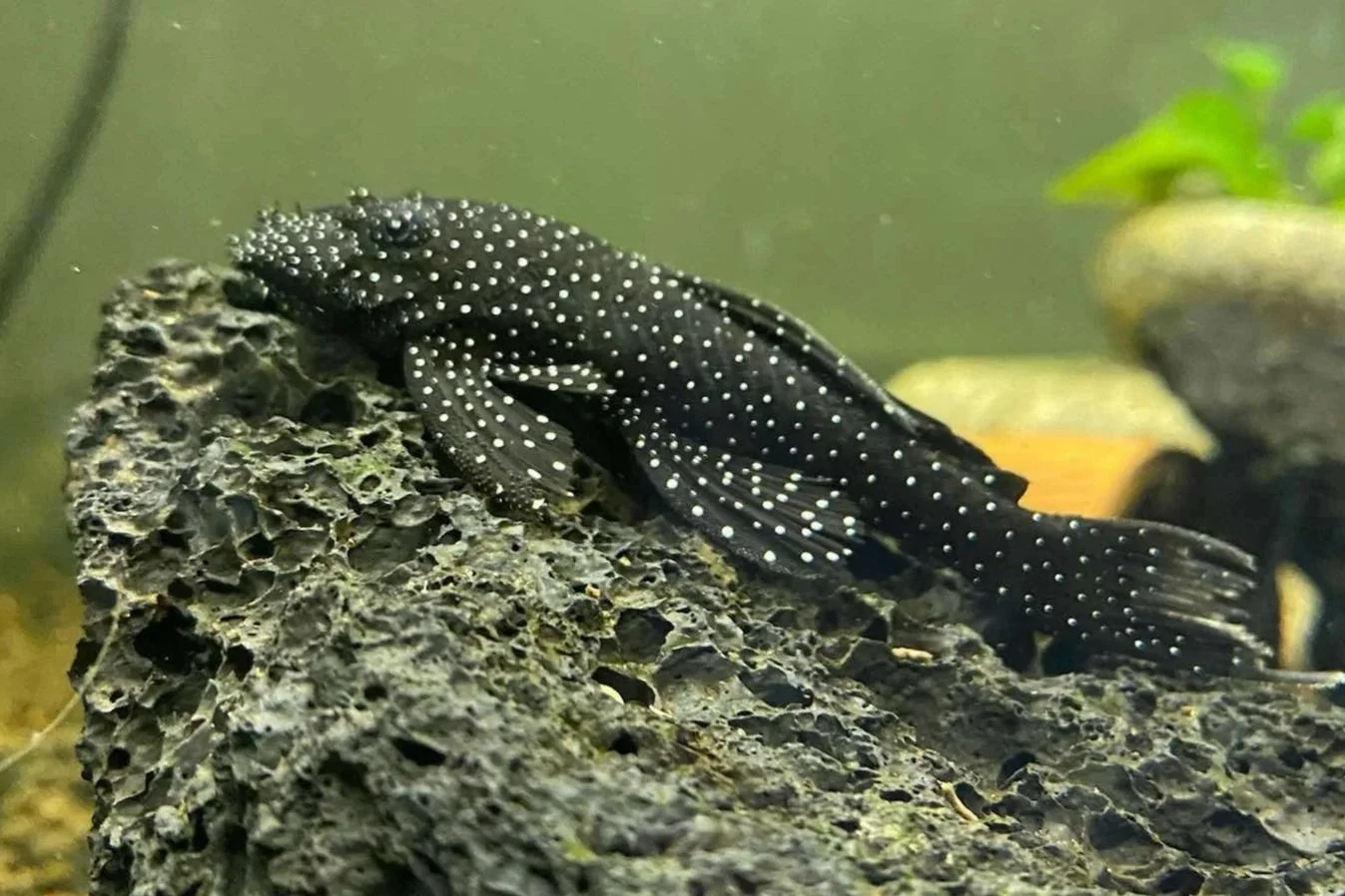 The Truth About Cleaner Fish: Do Algae Eaters Actually Clean Your ...