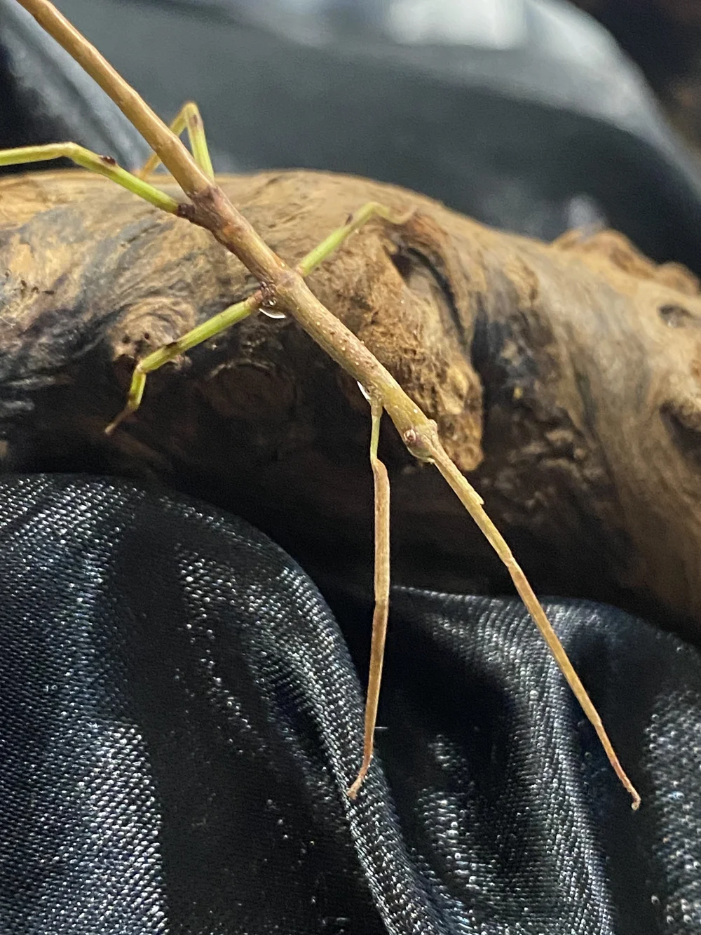 Titan Stick Insect Care Guide-For Australian Stick Insect Keepers ...