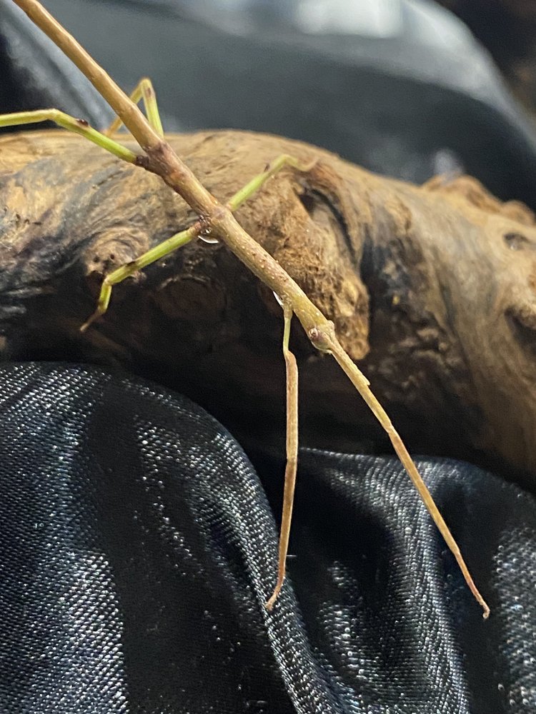 Titan Stick Insect Care Guide-For Australian Stick Insect Keepers ...