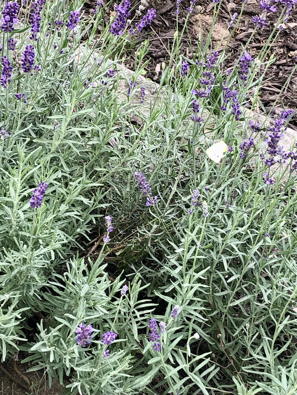 About — The Lavender Project