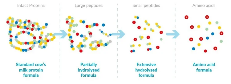 Protein Type — Baby Formula Expert