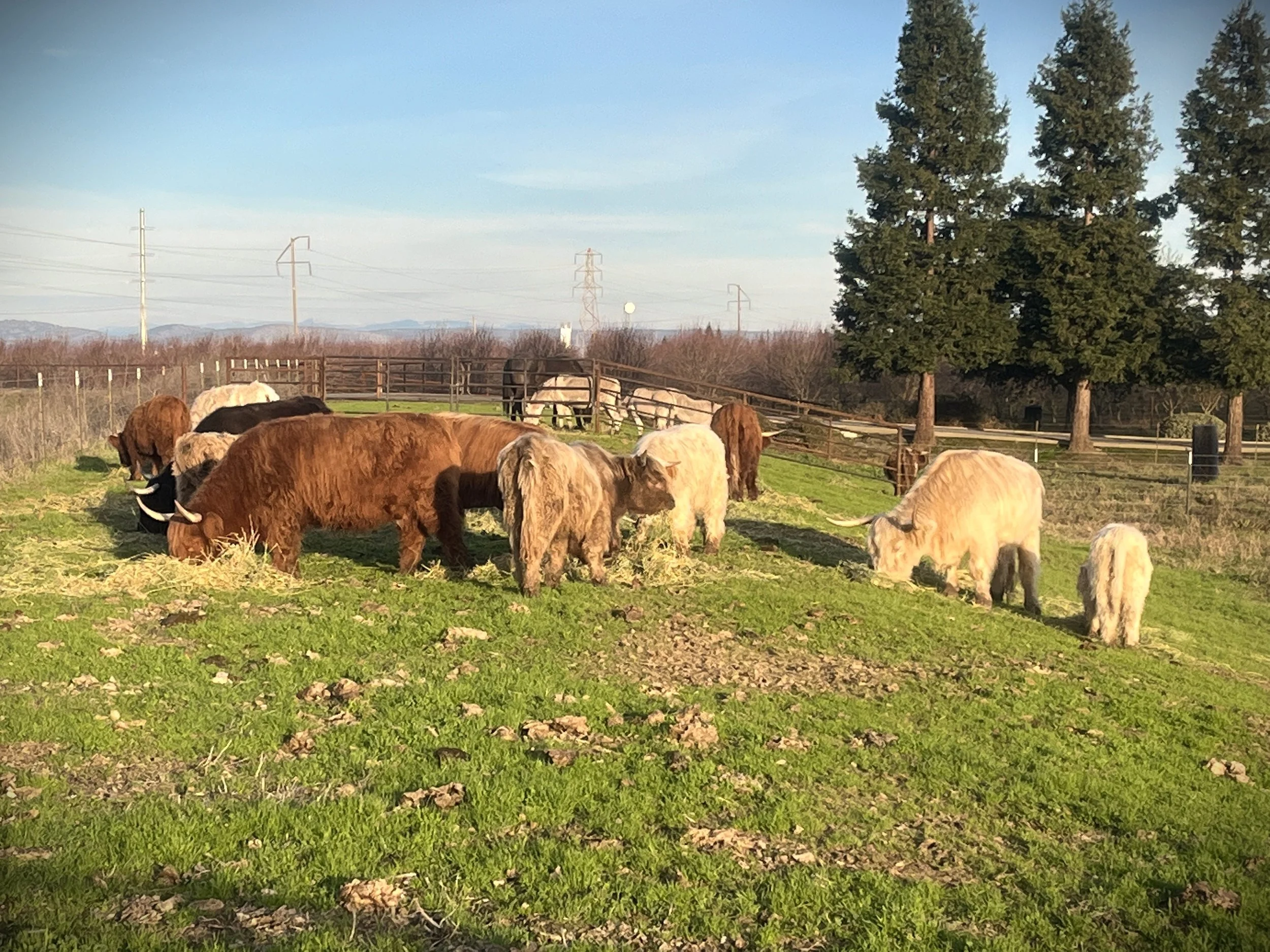 Cross A Cattle | California Highland Cattle for sale