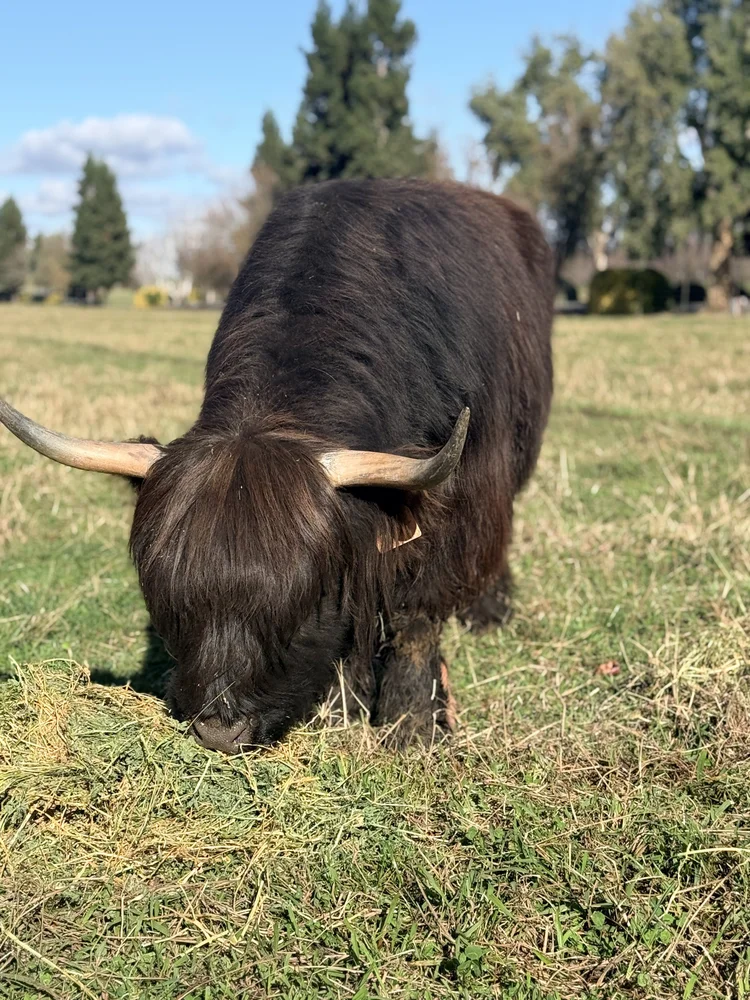 Cross A Cattle | California Highland Cattle for sale