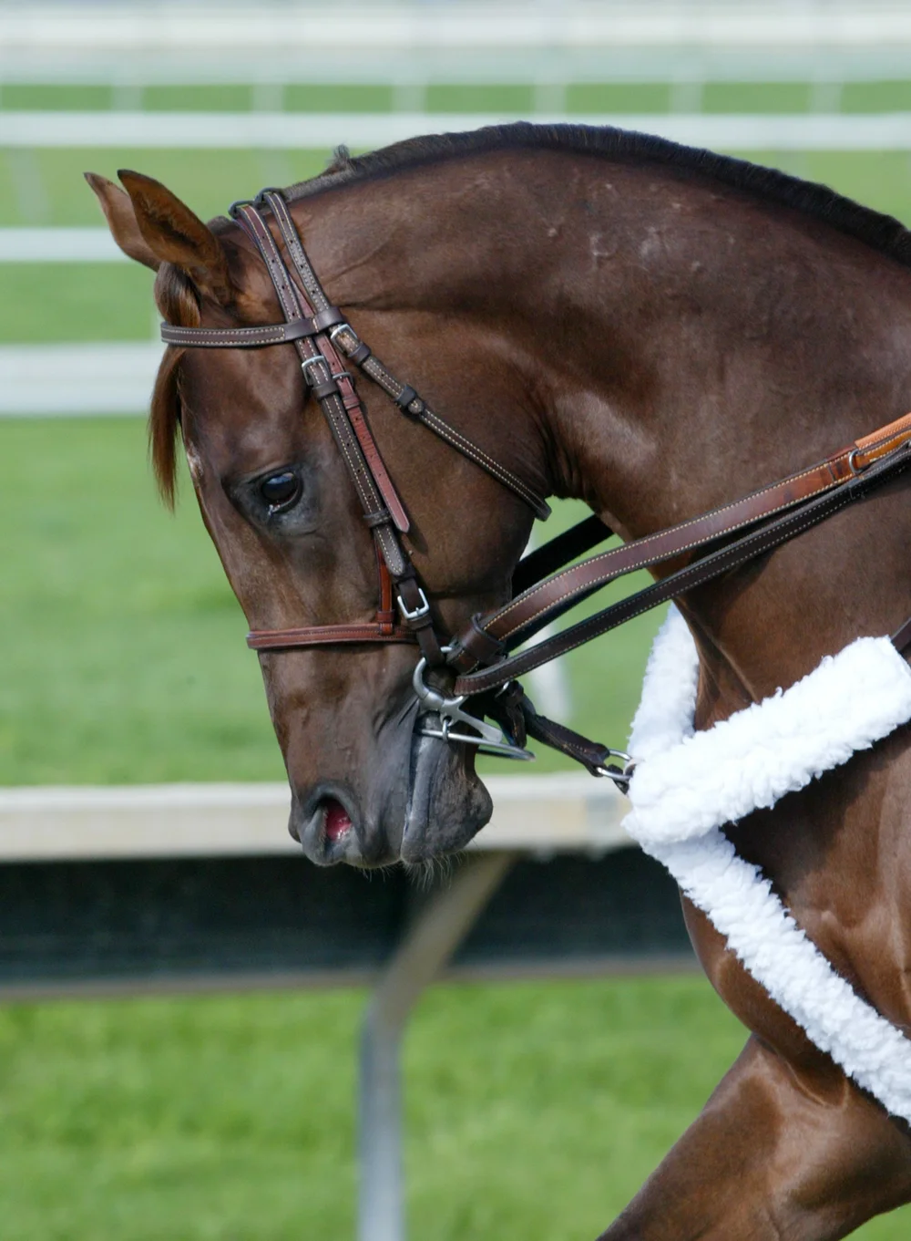 About Smarty Jones — Ride of a Lifetime: The Smarty Jones Story