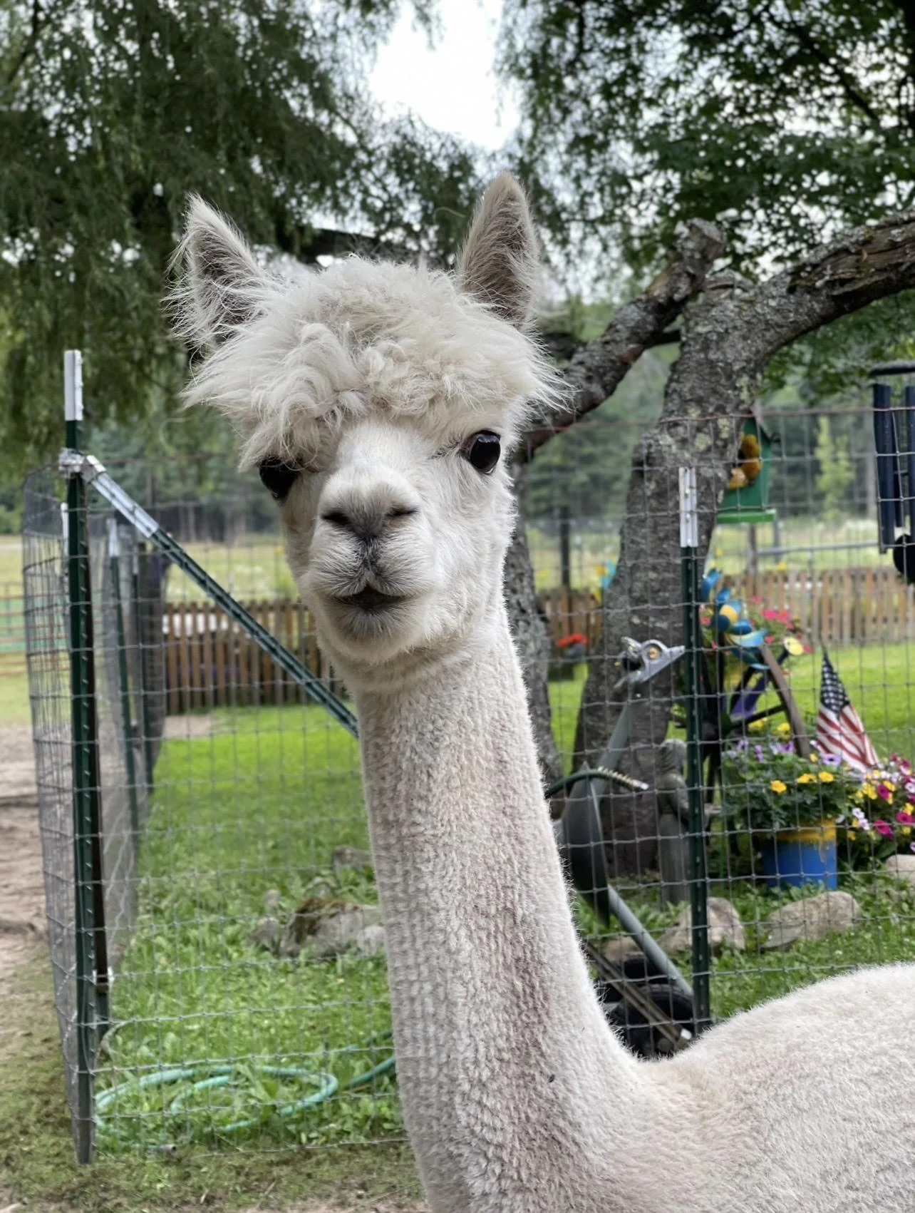 Meet Allie — Sweet Memories Farm Iron River MI