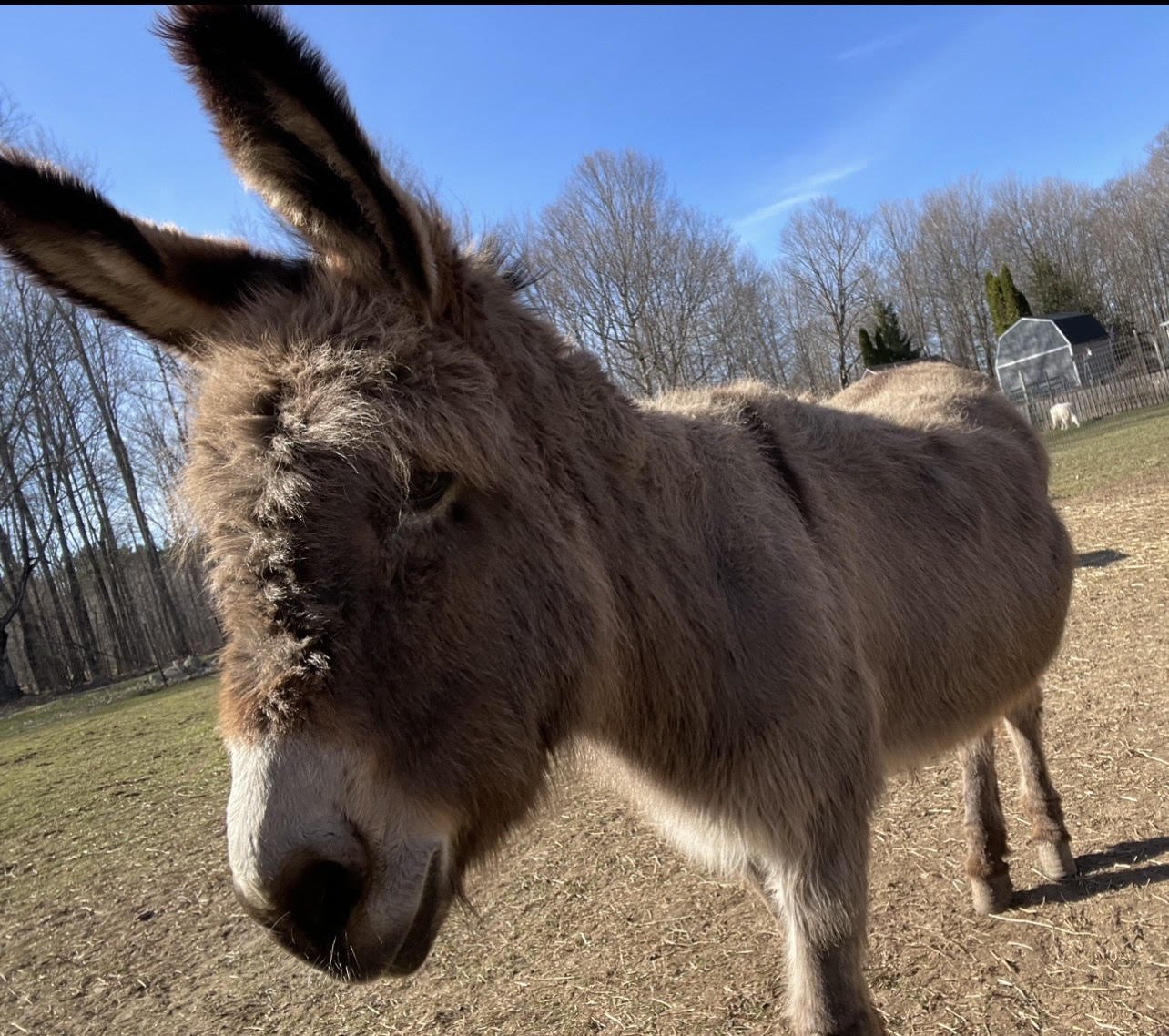 Meet Gladys — Sweet Memories Farm Iron River MI