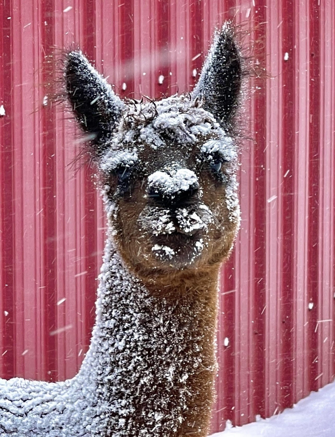 Meet Jessica — Sweet Memories Farm Iron River MI