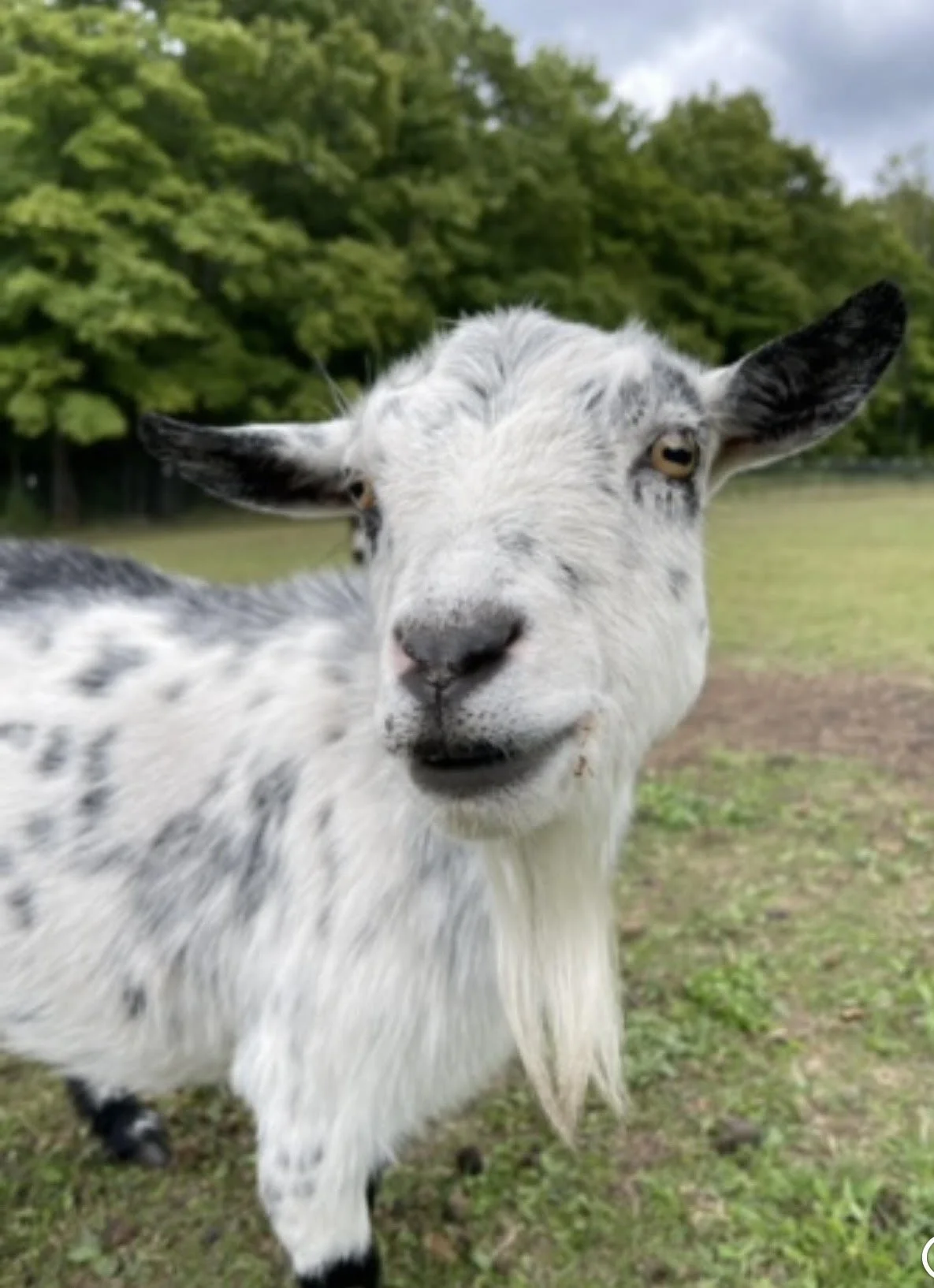 Meet Kenzie — Sweet Memories Farm Iron River MI
