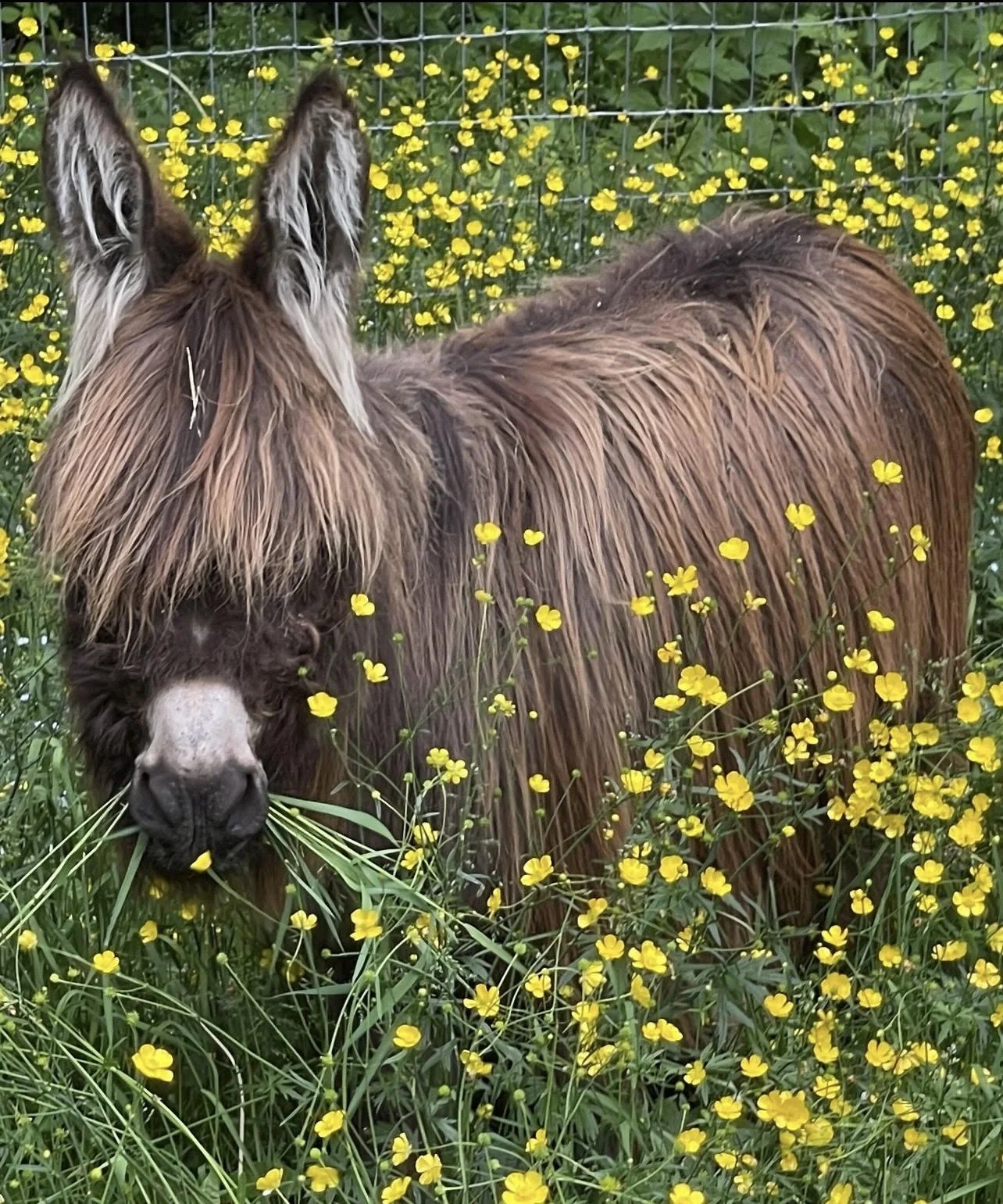 Meet Pippa — Sweet Memories Farm Iron River MI