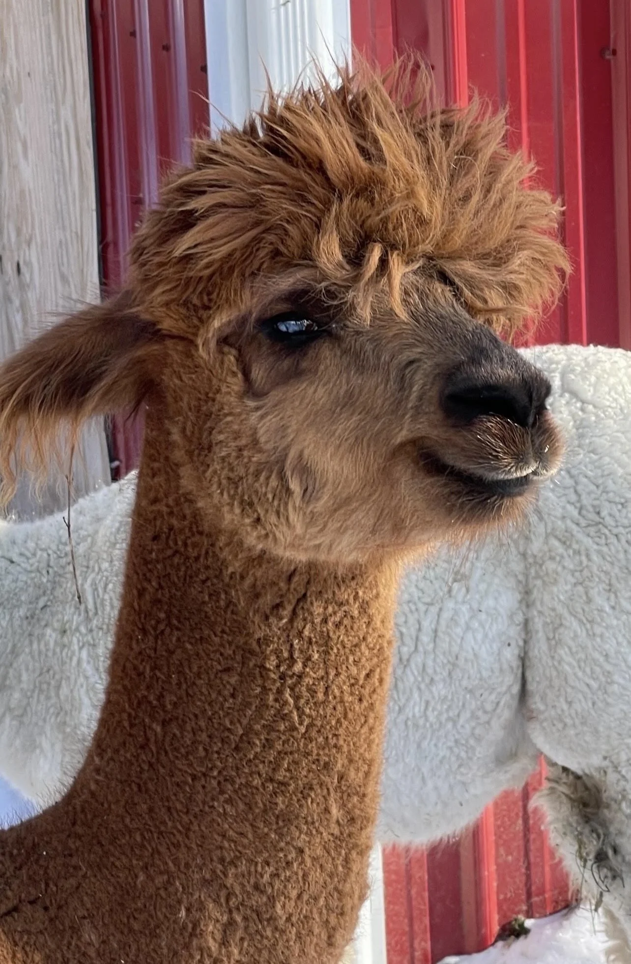 Meet Sweet Pea — Sweet Memories Farm Iron River MI