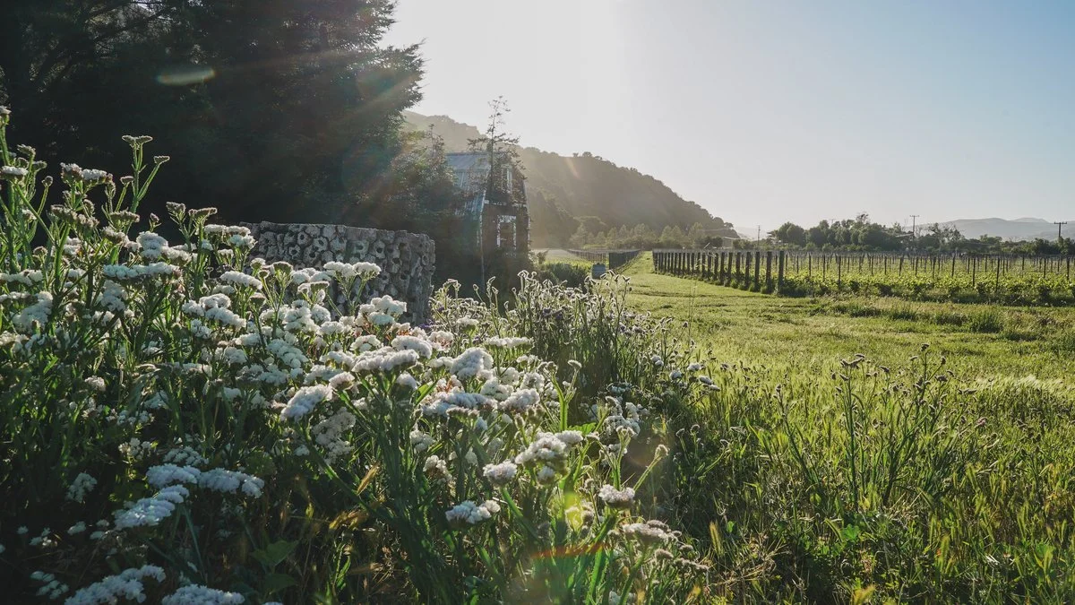 Lavender Oak Vineyard and Winery - Santa Ynez Valley