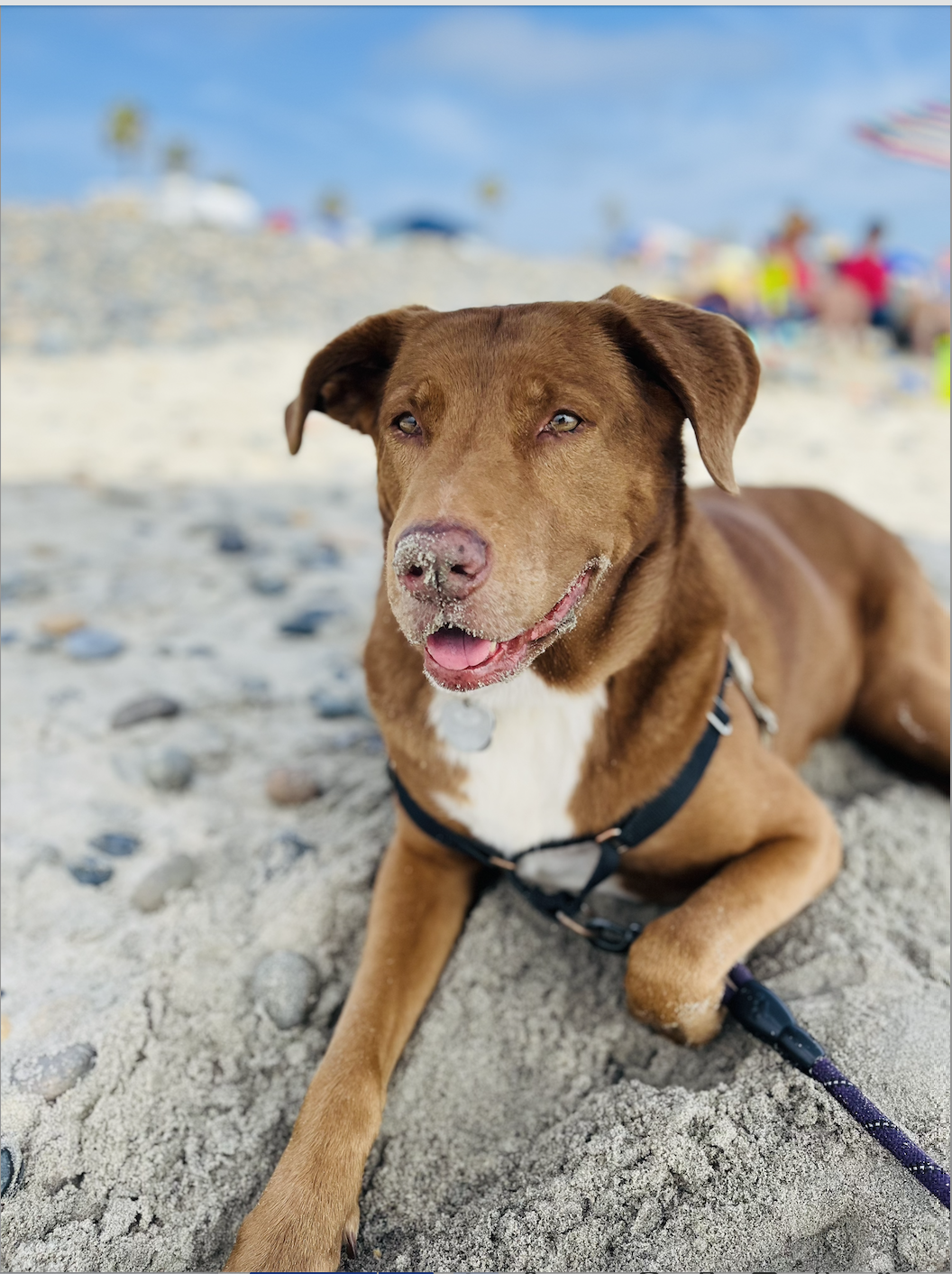Pet of the Month: Charlie — University Heights Community Association