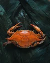 Sea Born Seafood | Fresh Local Caught Seafood