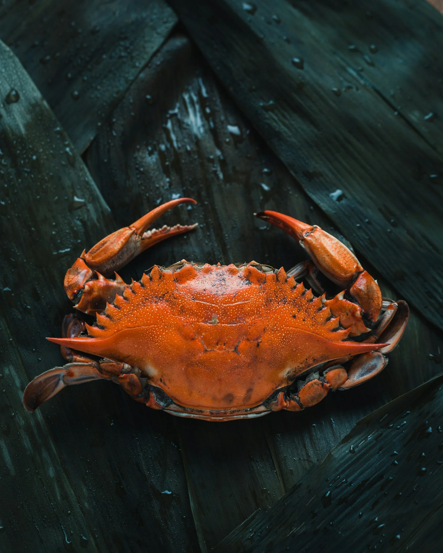 Sea Born Seafood | Fresh Local Caught Seafood