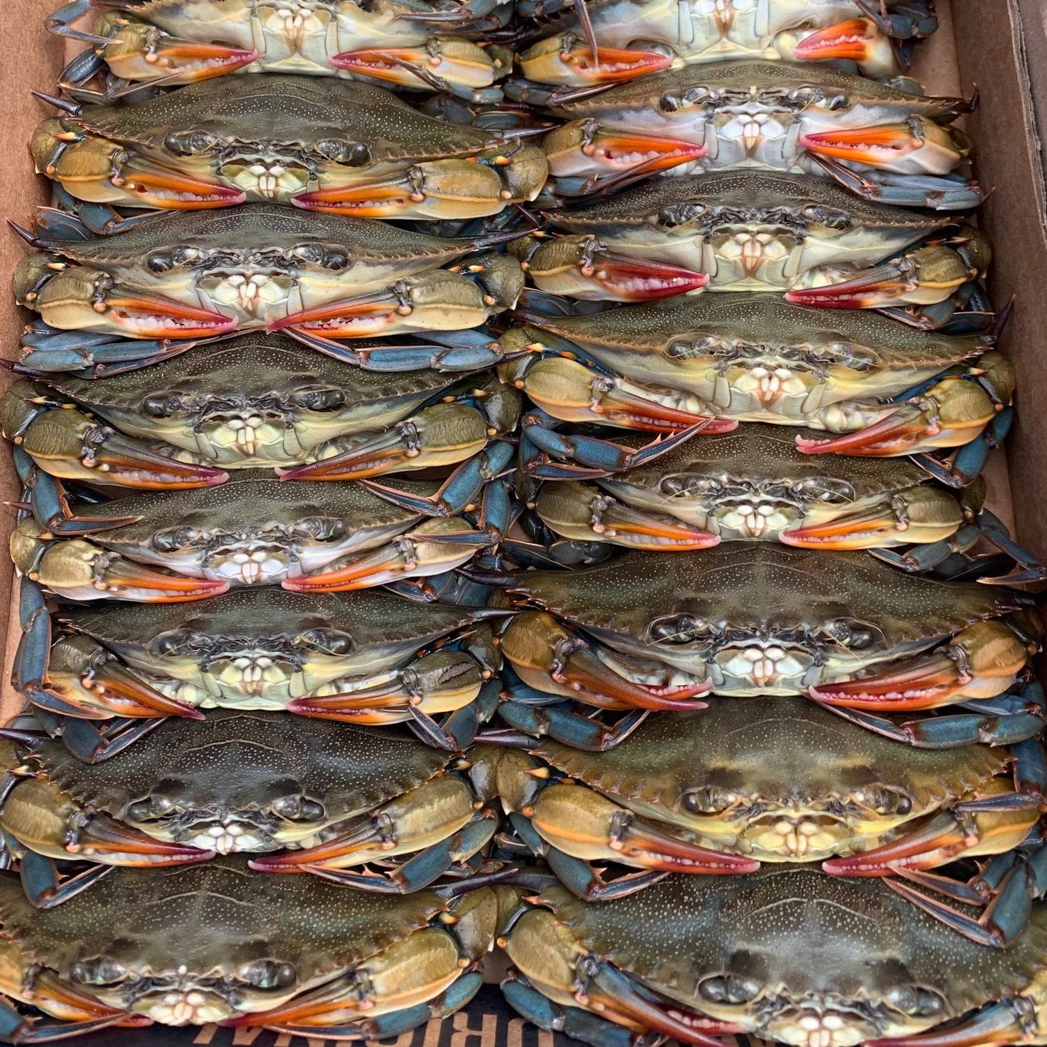 Sea Born Seafood | Fresh Local Caught Seafood