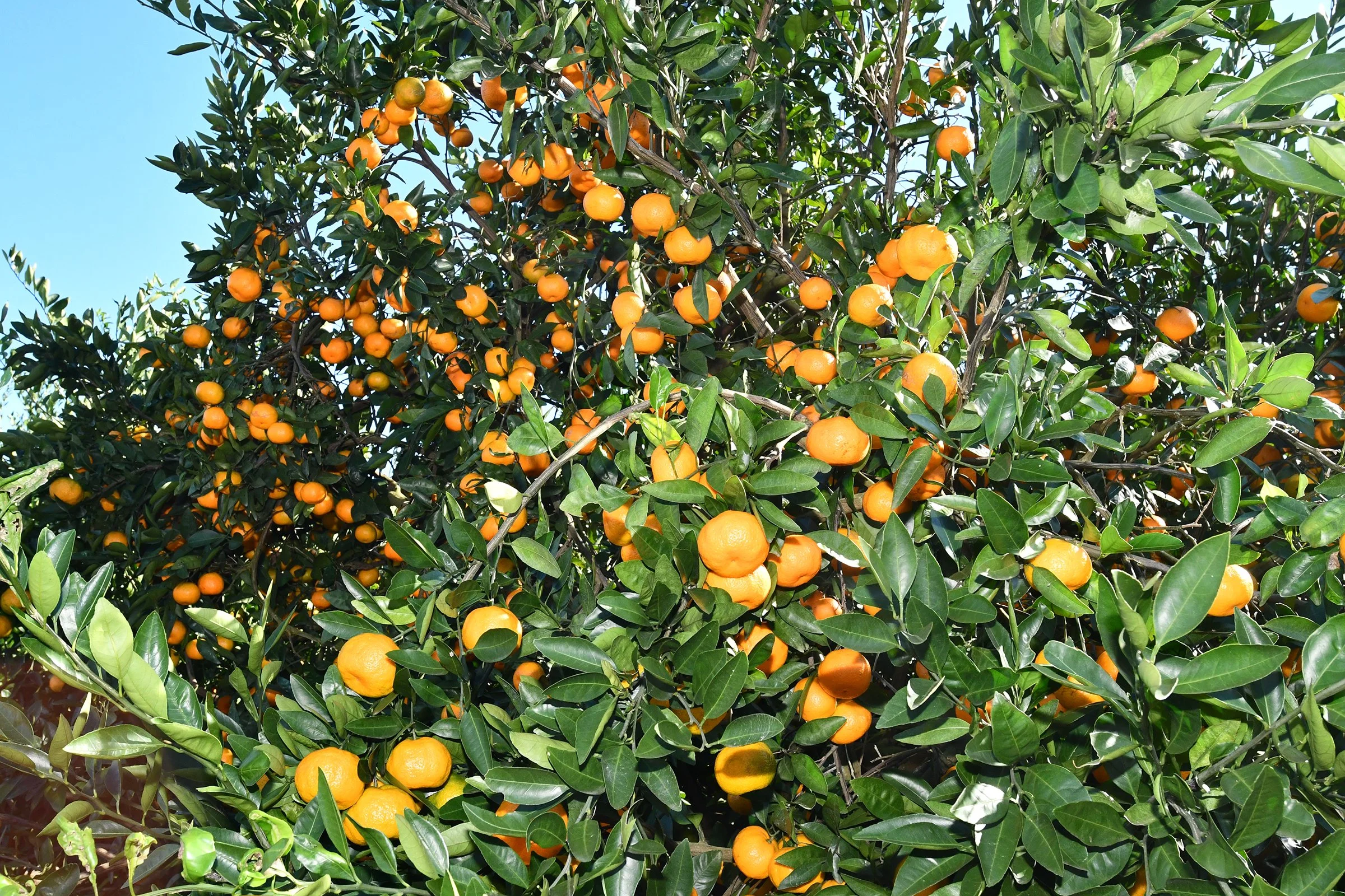 Satsuma Growers Prepare For Frigid Temps — Jackson County Times