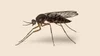 The Tiny Terror of the Panhandle: Why Gnats Love Northwest Florida ...
