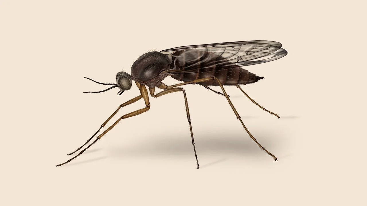 The Tiny Terror of the Panhandle: Why Gnats Love Northwest Florida ...