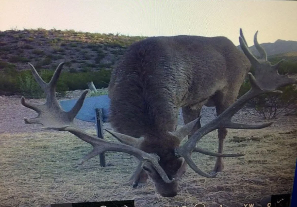 Texas Free-Range Red Stag Hunt | Book Your Adventure — Great Beyond ...