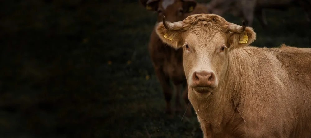 Vegan Hacktivists | Empowering The Movement Through Expert Services